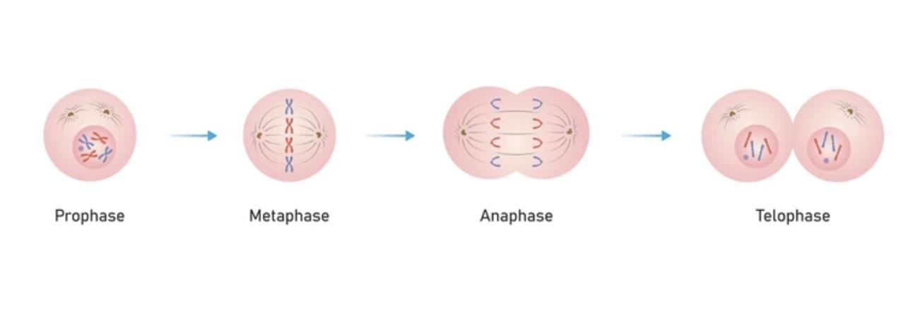 Cours de biologie : le cycle cellulaire, ses fonctions et son impact
